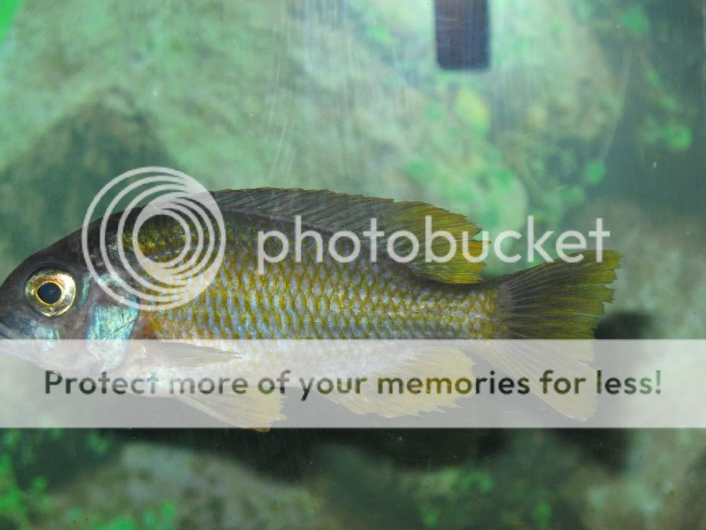 hi all is this a mutt fish? | Cichlid Fish Forum